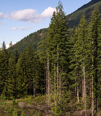 Why Wood Sustainable, Environmentally And Eco Friendly | Canadian Wood